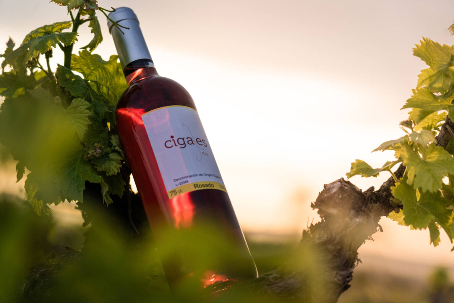 Viticultura – D.O. Cigales | Denominación de Origen Cigales